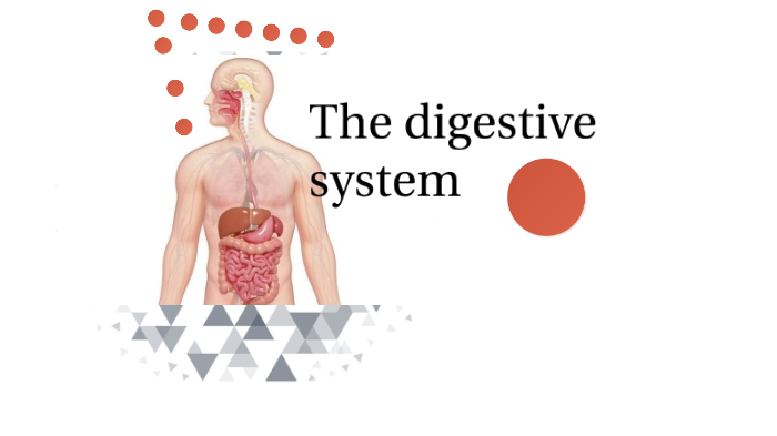 Digestive System by Charlotte Lowe on Prezi