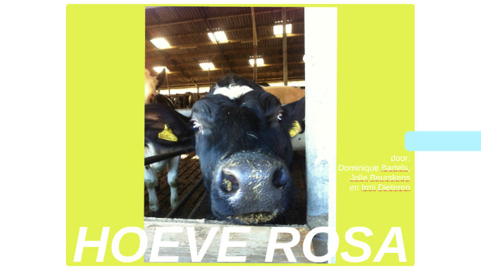 HOEVE ROSA by Dominique Bartels on Prezi