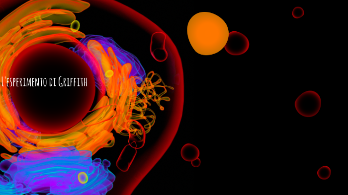 Il DNA e l'esperimento di Griffith by Selene Barbieri on Prezi