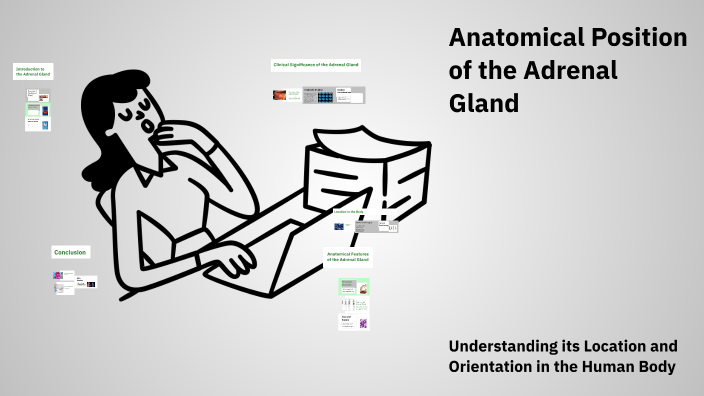 Anatomical Position of the Adrenal Gland by Sanjana Prajapati on Prezi
