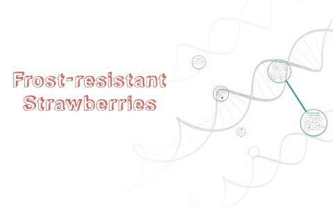 ~Frost-resistant Strawberries~ by Chloe Ronek on Prezi