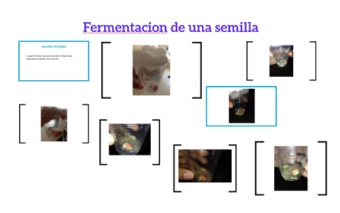 fermentacion de una semilla by on Prezi