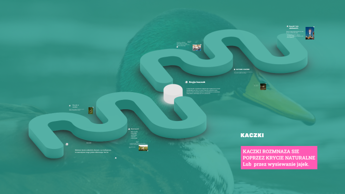 Ducks: Life and Evolution by Ilona Jendrusina on Prezi