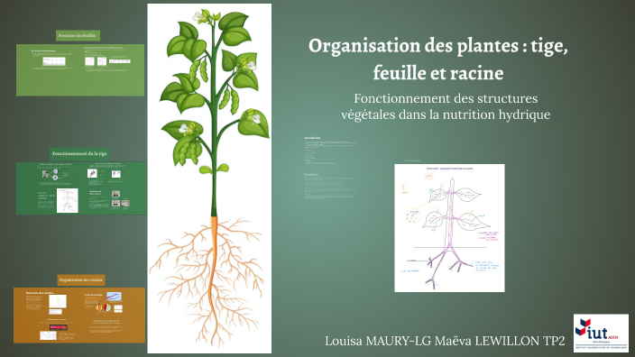 Organisation des plantes : tige, feuille et racine by Louisa on Prezi