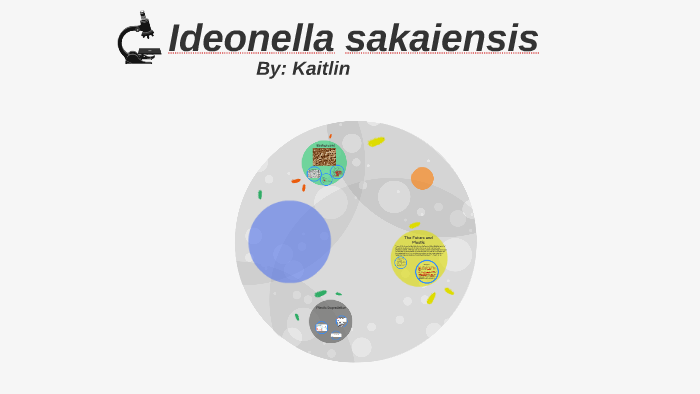 Ideonella sakaiensis by Kaitlin S on Prezi