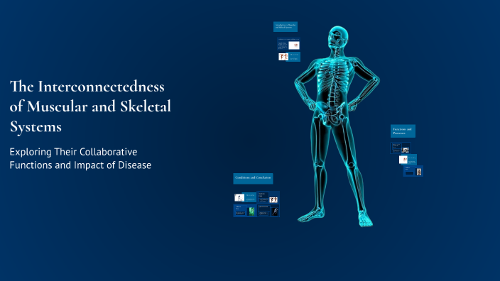 The Interconnectedness of Muscular and Skeletal Systems by Belen Perez ...