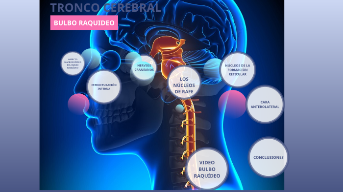 BULBO RAQUÍDEO by Jessica Apunte on Prezi