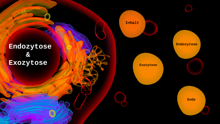 Endozytose x Exozytose by Karim Thahir on Prezi