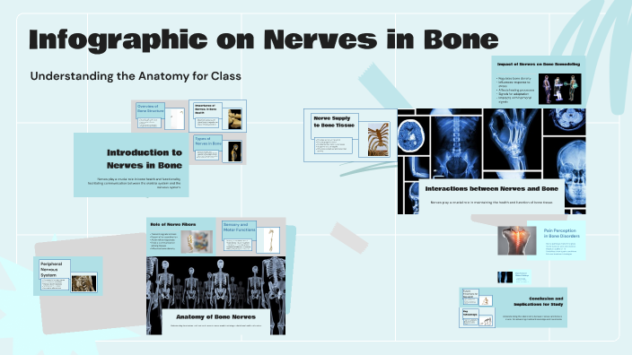 Infographic on Nerves in Bone by shiloh g on Prezi