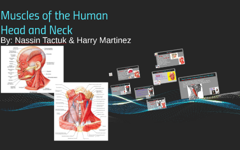 Muscles of The Head and Neck by Nassin Tactuk on Prezi