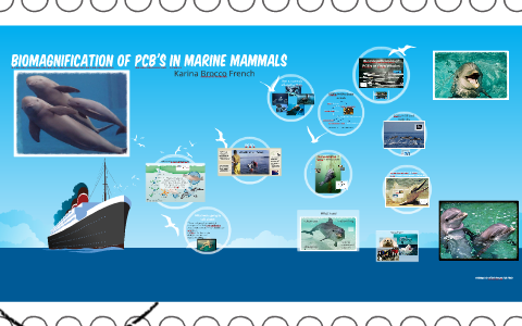 Biomagnification of PCB's iN marine mammals by karina french on Prezi