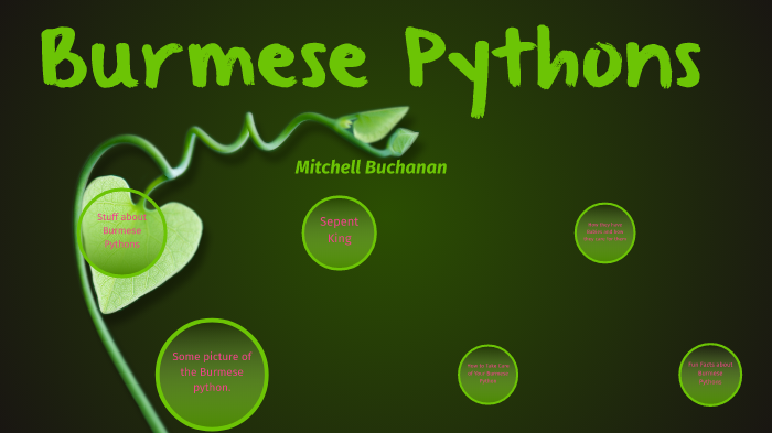 Burmese pythons by mitchell buchanan on Prezi