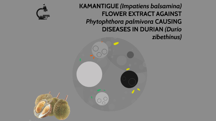 KAMANTIGUE (Impatiens balsamina) FLOWER EXTRACT AGAINST Phyt by Hannah ...
