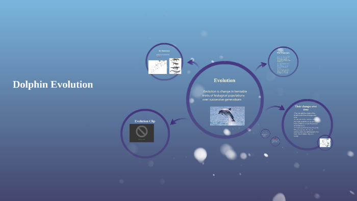 Dolphin Evolution by Liya s on Prezi
