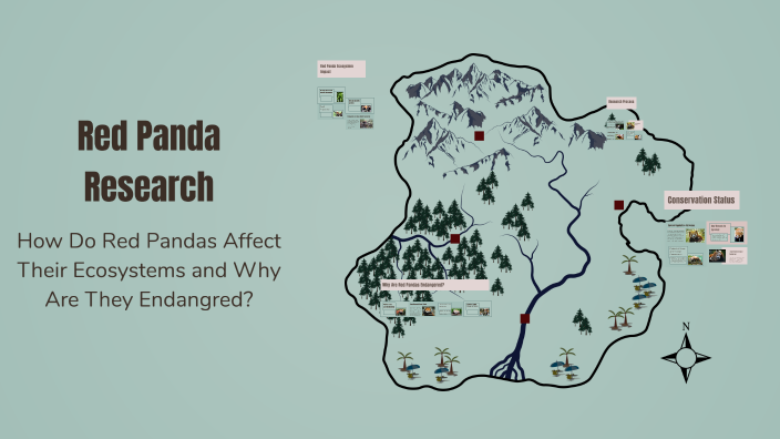 Red Panda Research by Luna Oni on Prezi