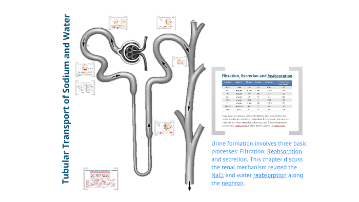 Ch.6 Tubular Transport of Sodium and Water by Legier Rojas on Prezi