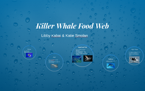 Killer Whale Food Web by Libby Kabai on Prezi