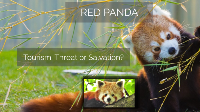 Red Pandas by Dharma Salazar Rios