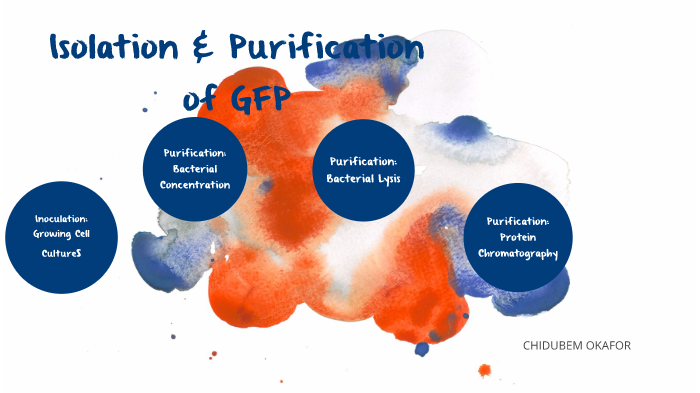 Isolation and purification of GFP by Chidubem Okafor on Prezi