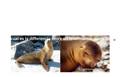 differencia entre leon marino y una foca by rudy mejia on Prezi