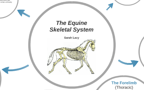 The Equine Skeletal System by on Prezi