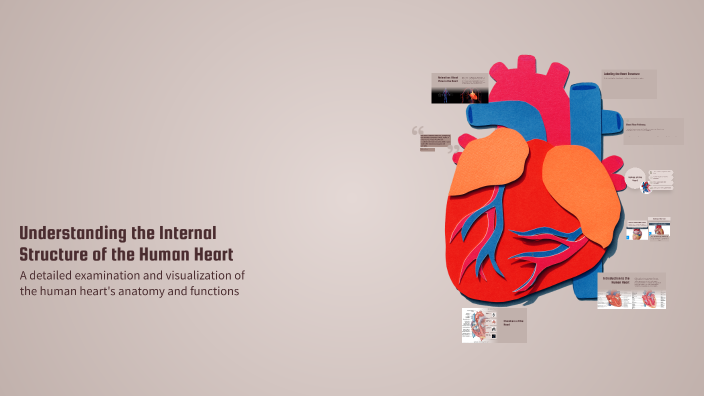 Understanding the Internal Structure of the Human Heart by Tuba Momin ...