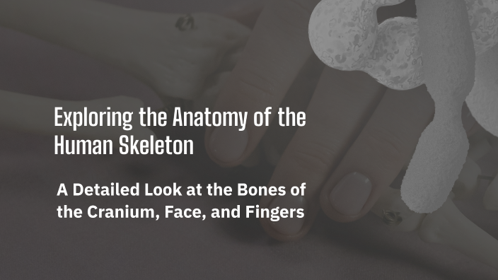 Exploring the Anatomy of the Human Skeleton by Nathaly Pita on Prezi