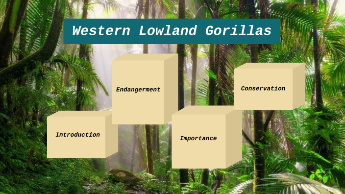 Western Lowland Gorilla Project by Ibraheem Mirza _ Student ...