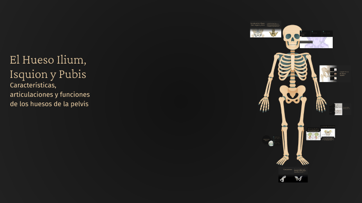 El Hueso Ilium, Isquion y Pubis by Samantha Parraga on Prezi