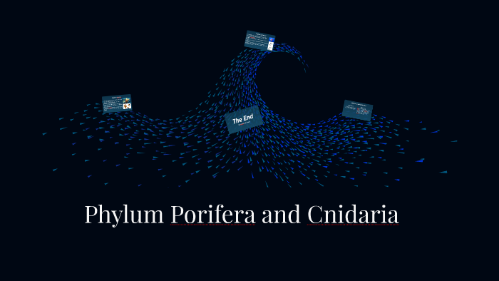 Compare and Contrast The Phyla Porifera and Cnidaria by Cheryl Jacobs ...