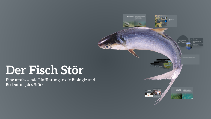 Der Fisch Stör by Simon Zangerl on Prezi