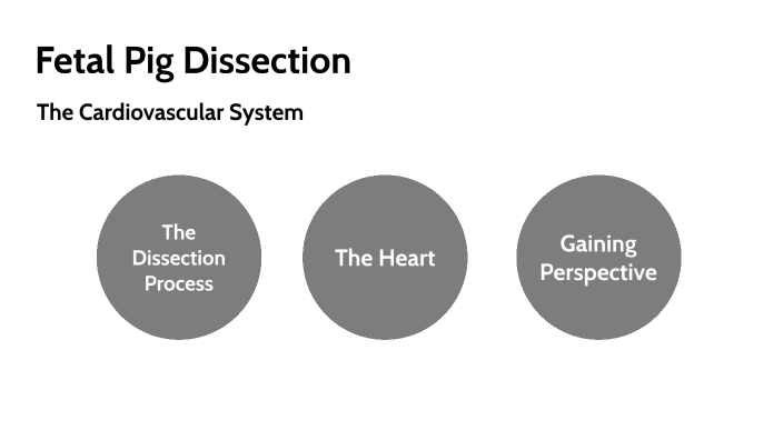 pig dissection by Anna Briggs on Prezi