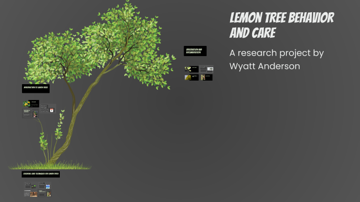 Lemon Tree Behavior and Care by Wyatt Anderson on Prezi
