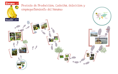 Procesos Banano by Ruth Blacio on Prezi