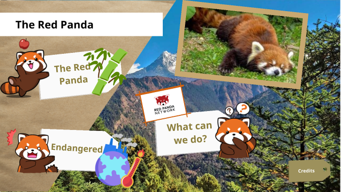 red panda by Mad Chiappa on Prezi