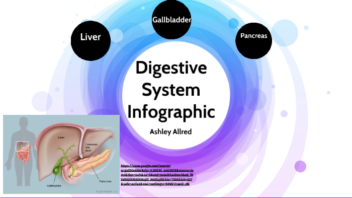 Digestive System Infographic by Ashley Allred on Prezi