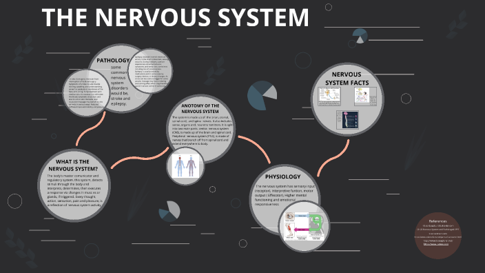 nervous system by Frances Fajardo on Prezi