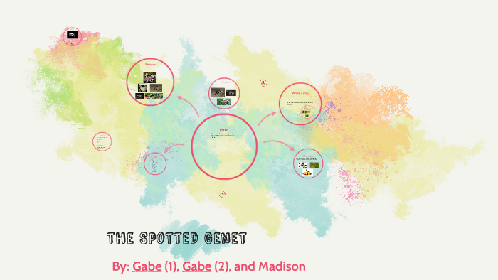 the Spotted Genet by Gabriel Garner on Prezi