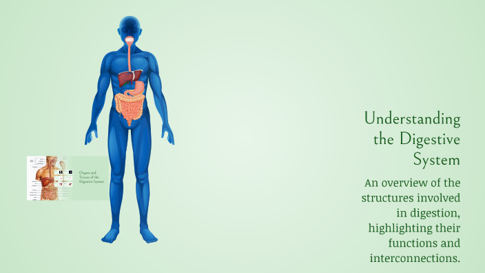 Understanding the Digestive System by mack peterson on Prezi