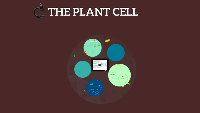 The plant cell by allison neeley on Prezi