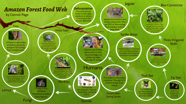 Amazon Forest Food Web by Connor Page on Prezi