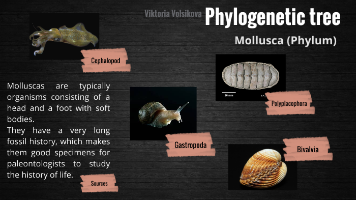 Phylogenetic tree of Mollusca by viktoria volsikova on Prezi