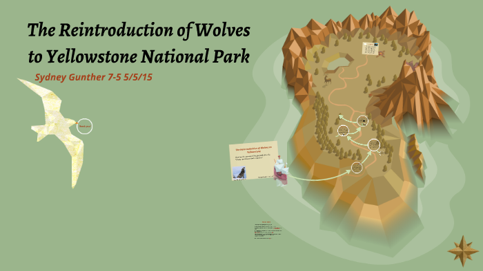 The Reintroduction of Wolves to Yellowstone National Park by sydney ...