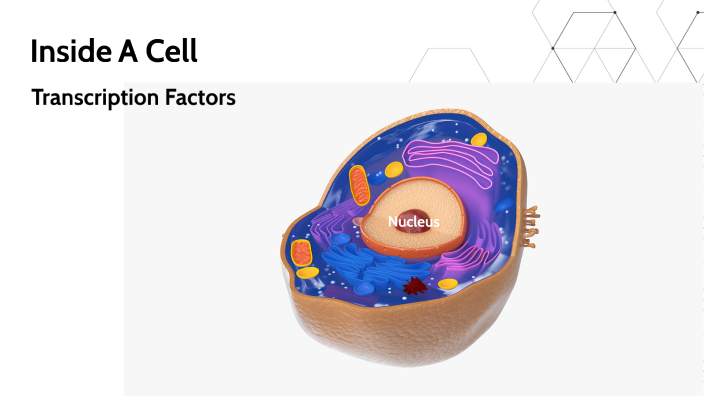 Inside a Cell by Radwan Ali on Prezi