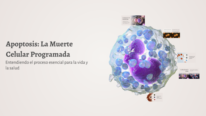Apoptosis: La Muerte Celular Programada by Jean Carlos Serrano Ochoa on Prezi