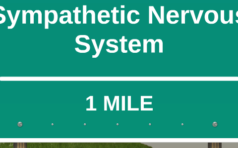 Sympathetic Nervous System by sdfgb sdfgvs on Prezi