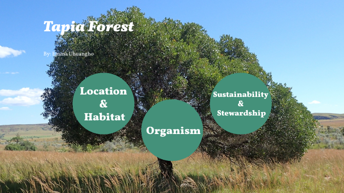 Tapia Forest by Emma Uhuangho on Prezi