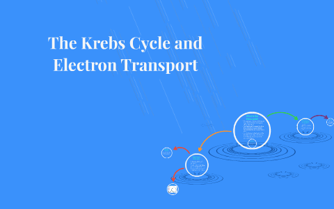 The Krebs Cycle and Electron Transport by Angel Hodson on Prezi
