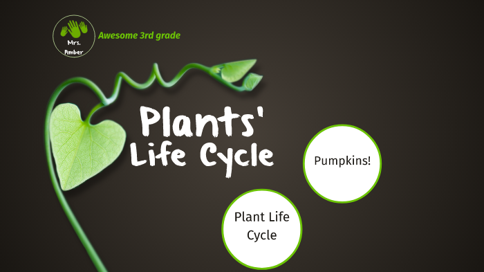Plant Life Cycle 3rd grade by Amber Piper