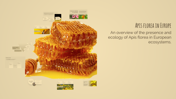 Apis florea in Europe by Aleksandar Uzunov on Prezi